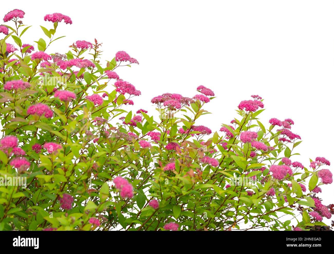 Pink flower bush isolated on white background Stock Photo - Alamy