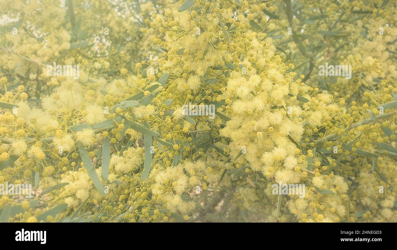 Wattle tree hi-res stock photography and images - Alamy