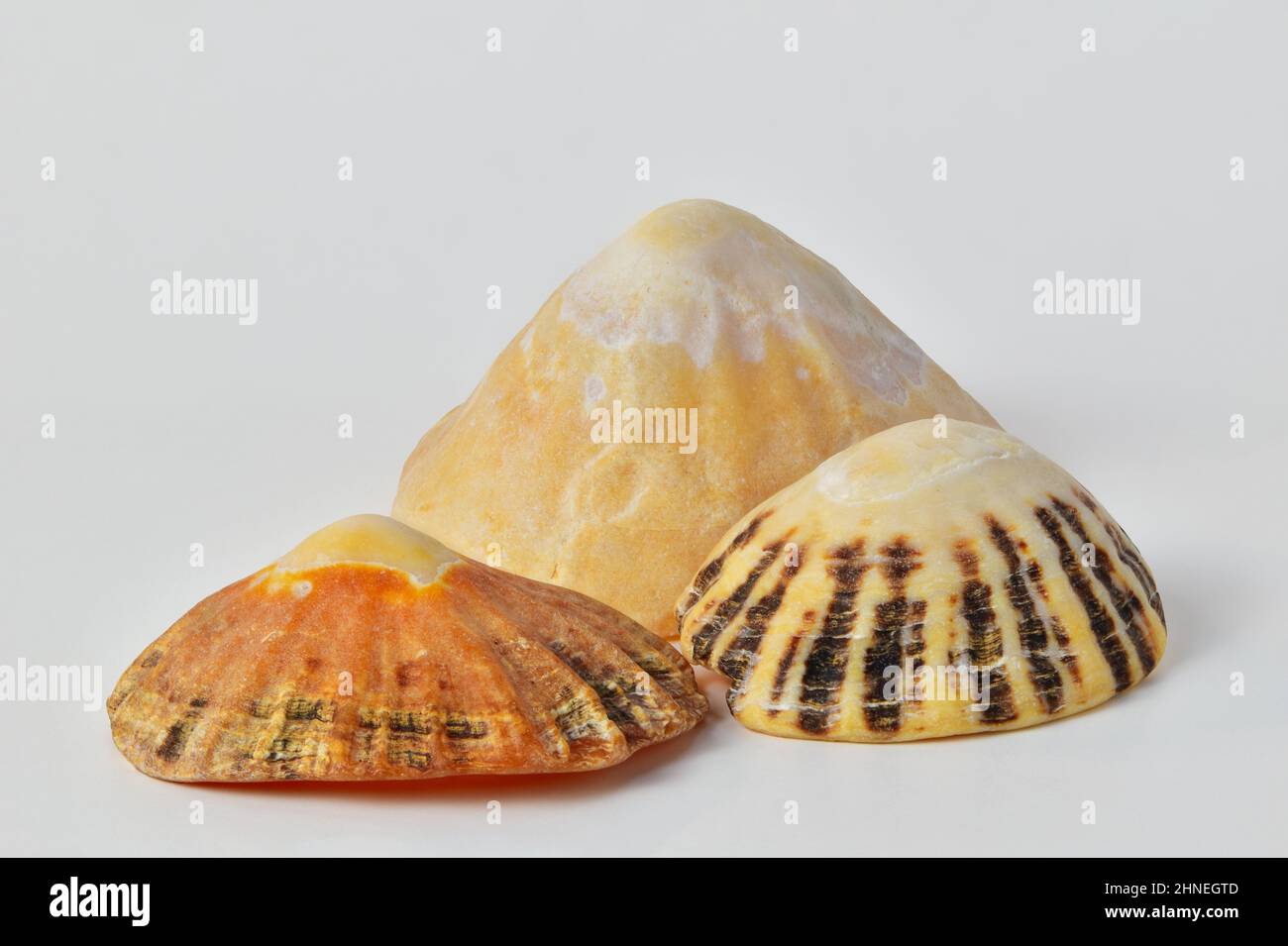 Collection of conical limpet seashells on white background, copy space ...