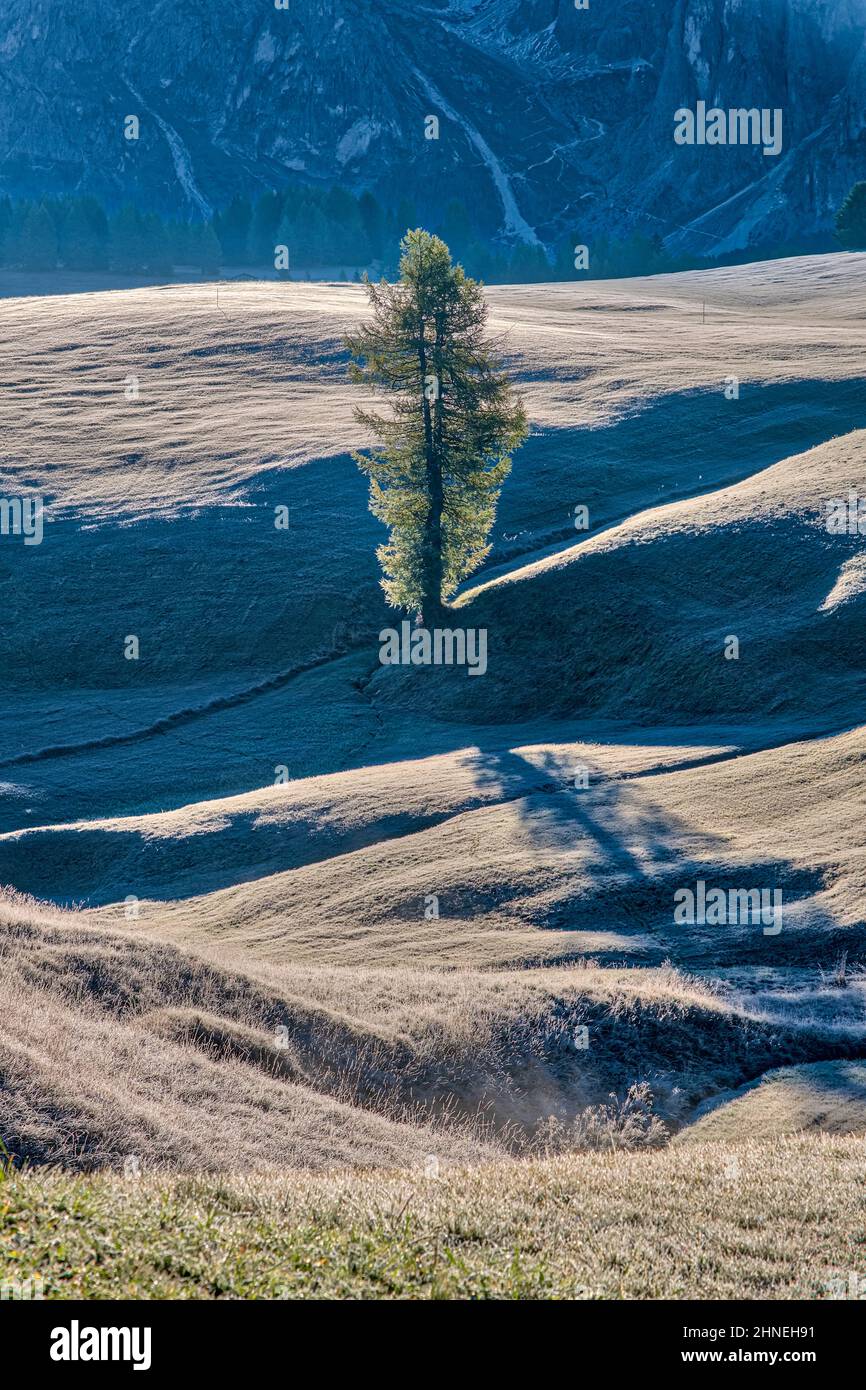 Rime on the pastures of the Seiser Alm with trees and wooden huts, in ...