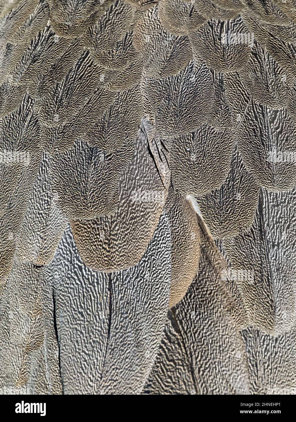 Plumage pattern hi-res stock photography and images - Alamy