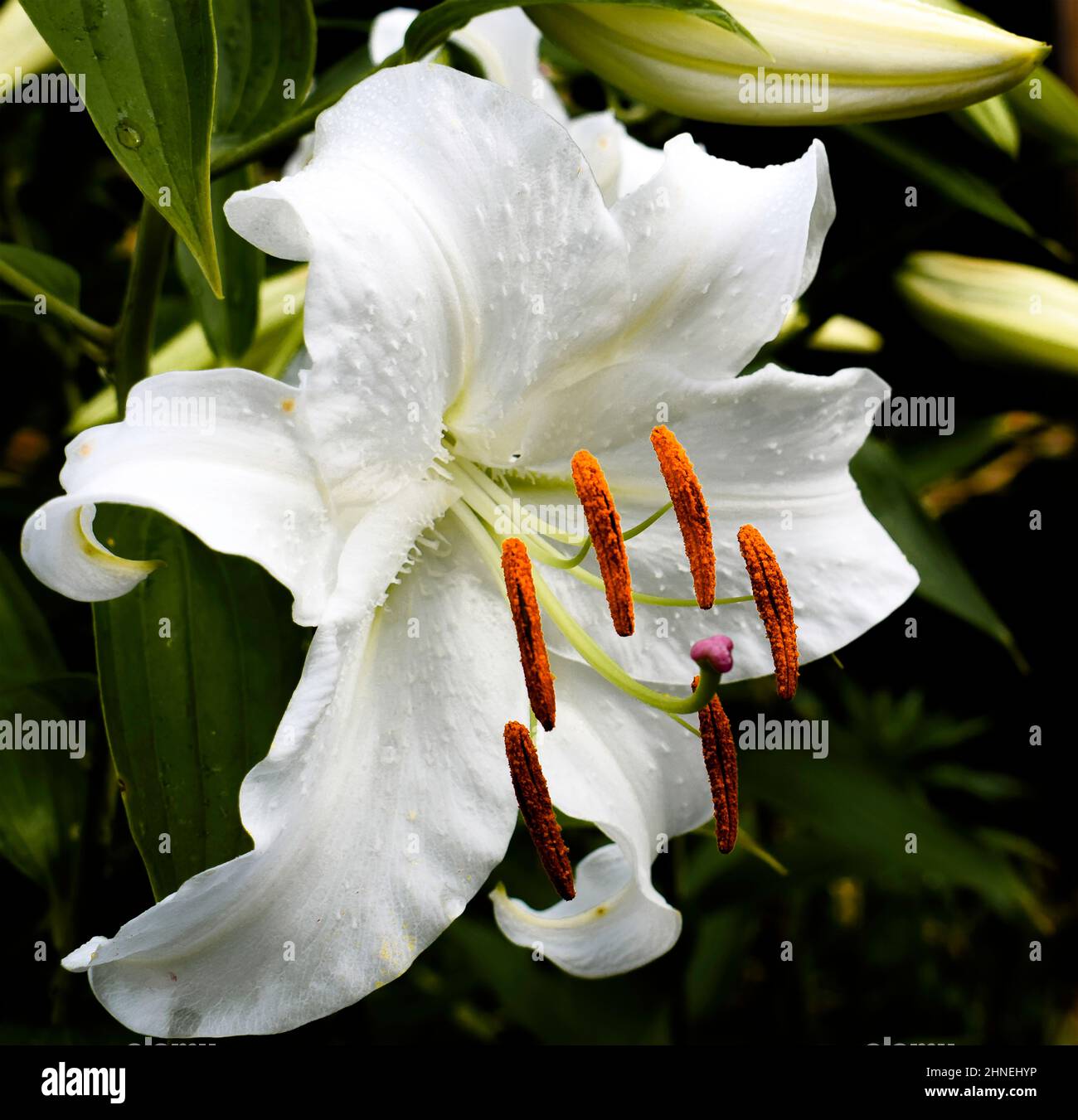 Lis oriental liliaceae hi-res stock photography and images - Alamy