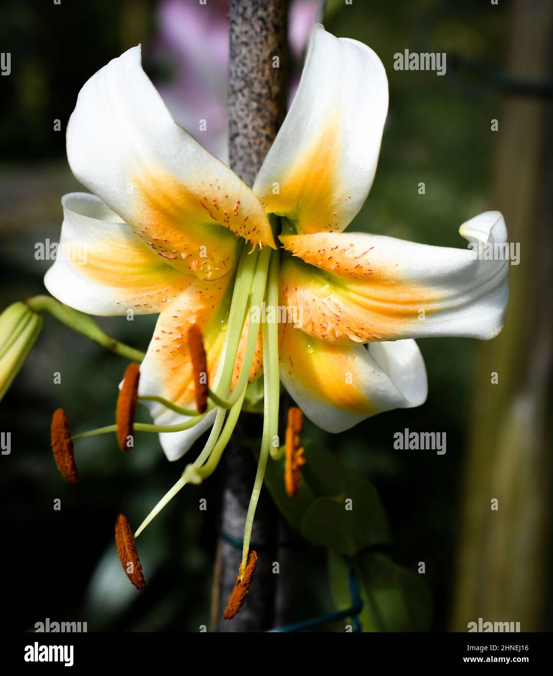 Lilium Lady Alice Stock Photo - Alamy