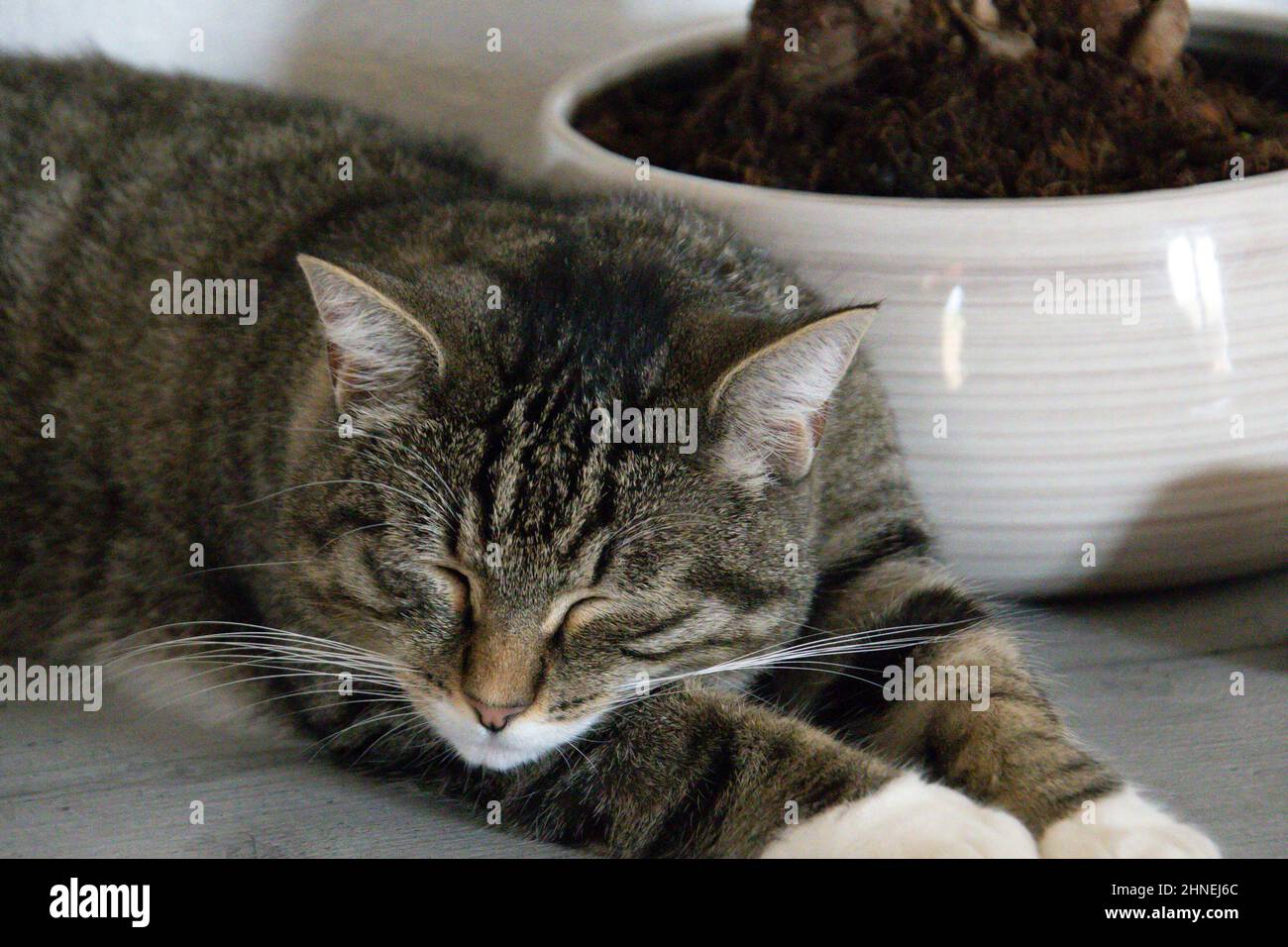 tabby cat sleeping on a floor Stock Photo - Alamy