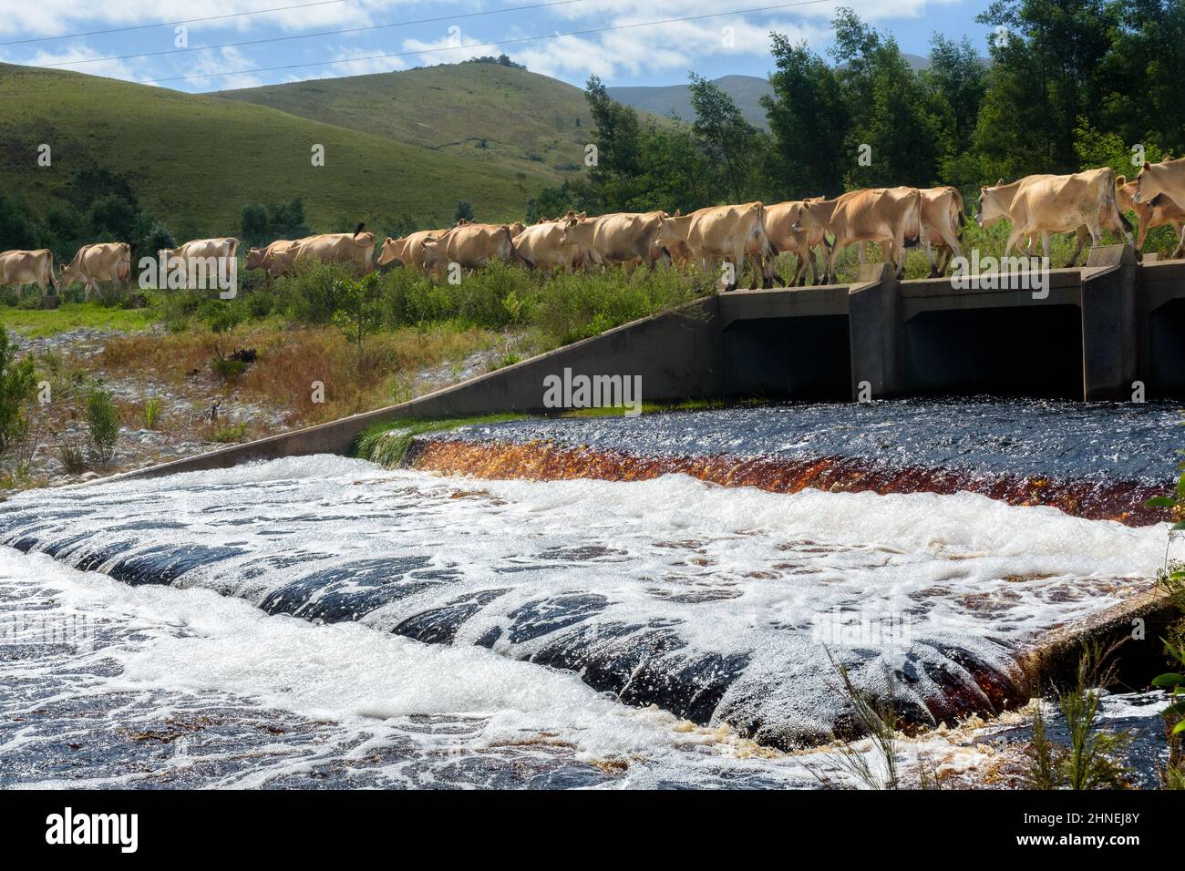 Cows going for milking over bridge Stock Photo - Alamy