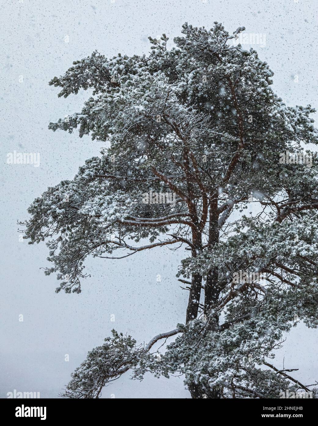 Tall tree under snowfall in winter Stock Photo - Alamy
