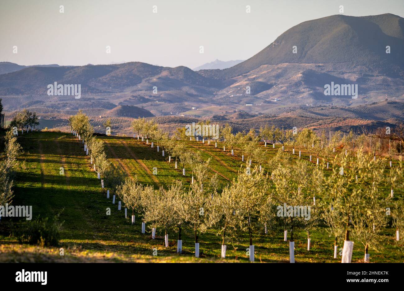 Tree plantations hi-res stock photography and images - Alamy