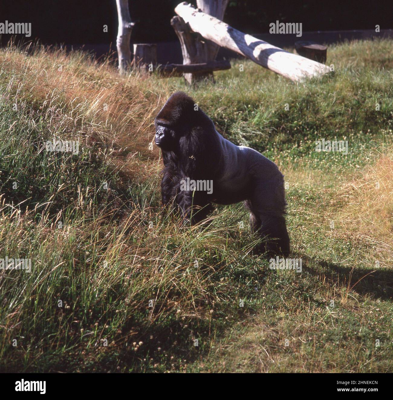 1960s, historical view from this era of a gorilla in Gerald Durrell's ...