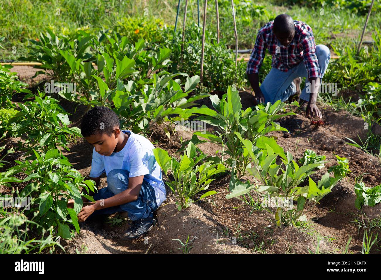 Teen son helps his father work in the garden Stock Photo - Alamy