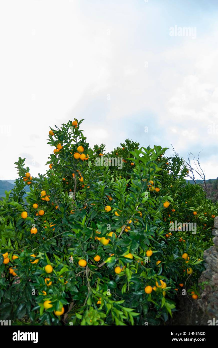 Orange tree with oranges and green leaves with clear sky for copy paste ...