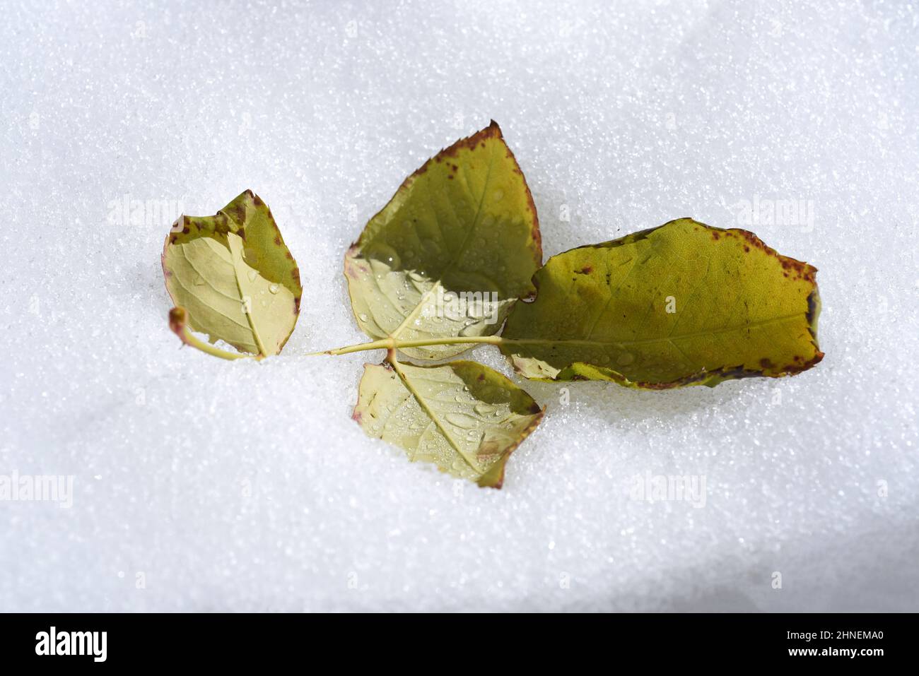 Leaf tree cold leaves hi-res stock photography and images - Alamy