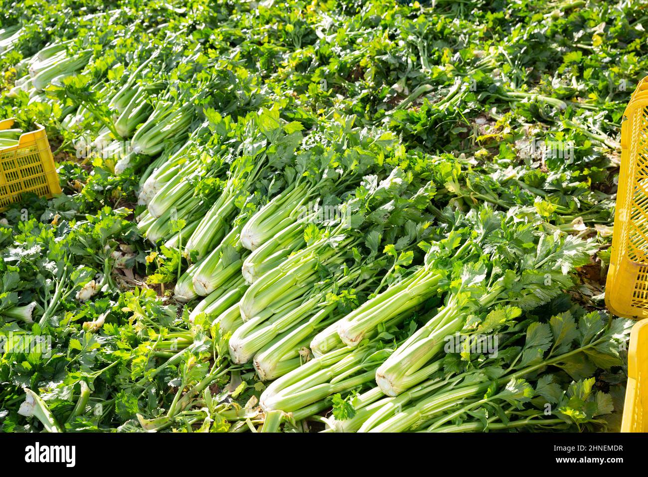 Leafy vegetable in farm hi-res stock photography and images - Alamy