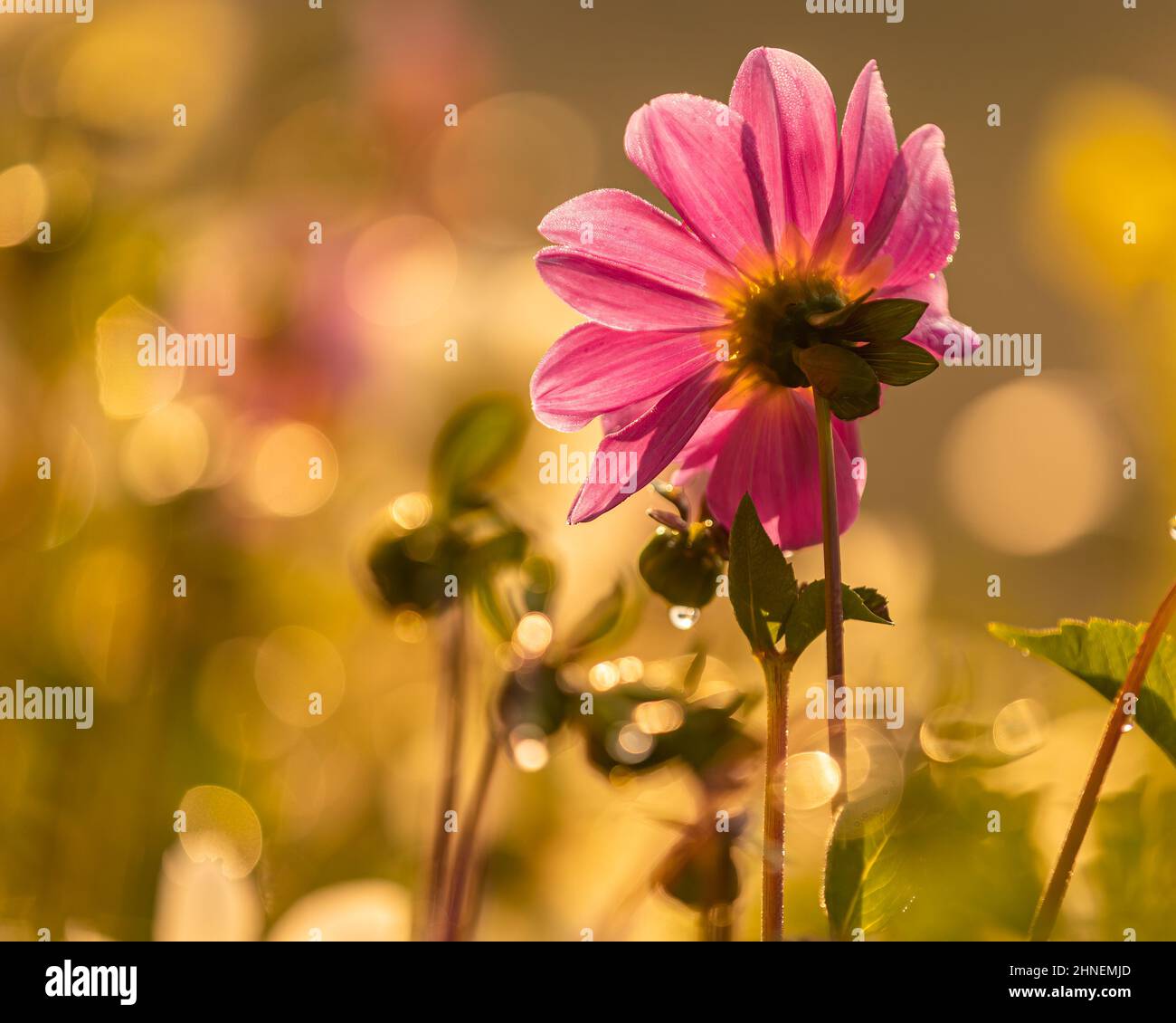 Back of a dahlia hi-res stock photography and images - Alamy