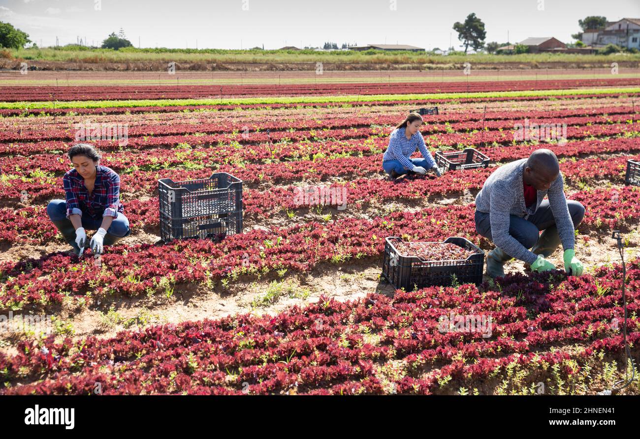 Farm workers harvesting red lettuce Stock Photo - Alamy