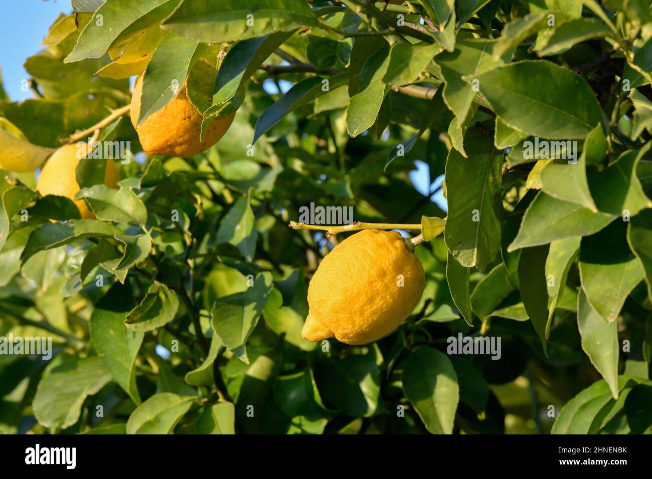 Lemon tree, italy Stock Photo - Alamy