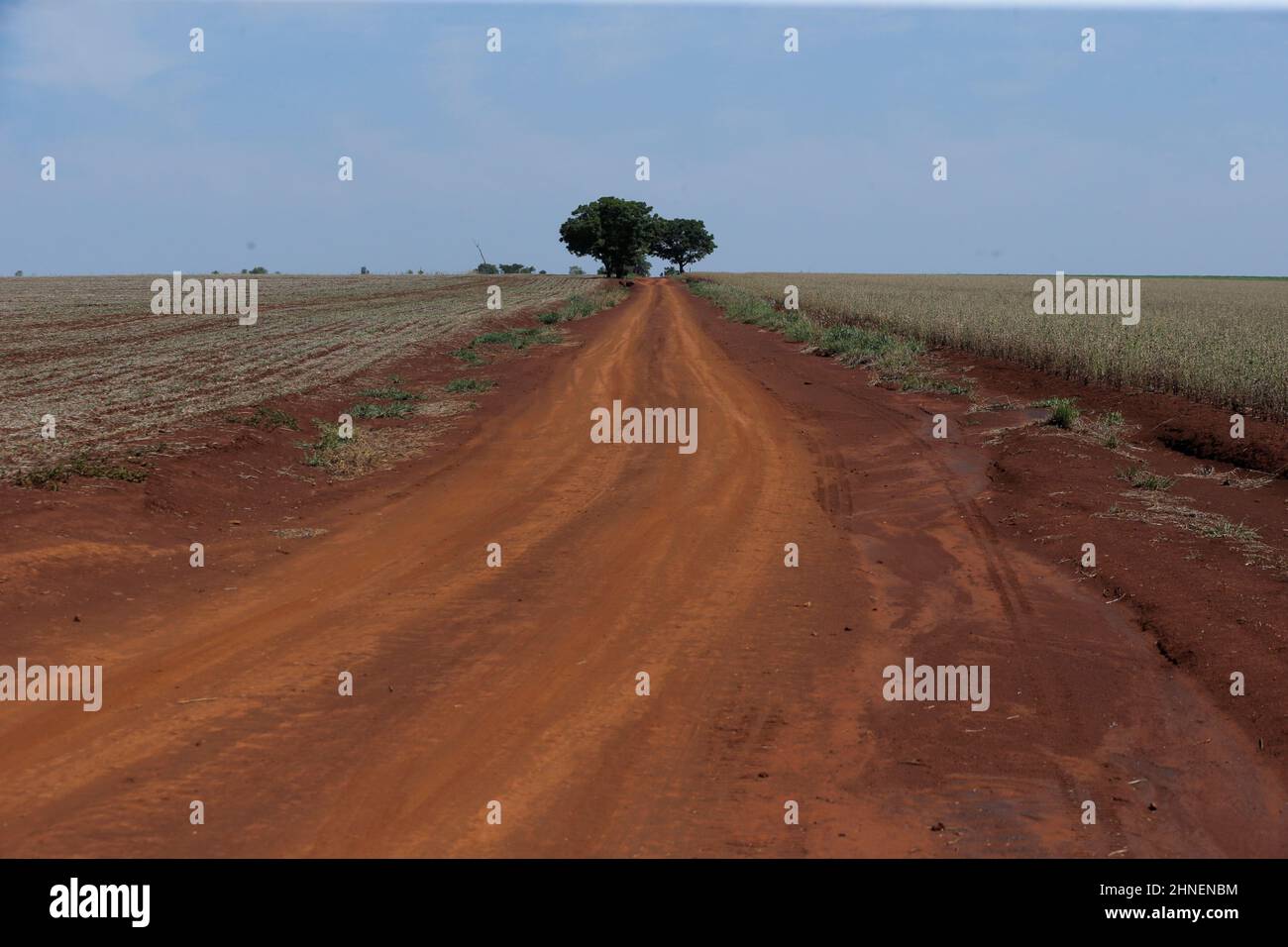 Minga guazú hi-res stock photography and images - Alamy
