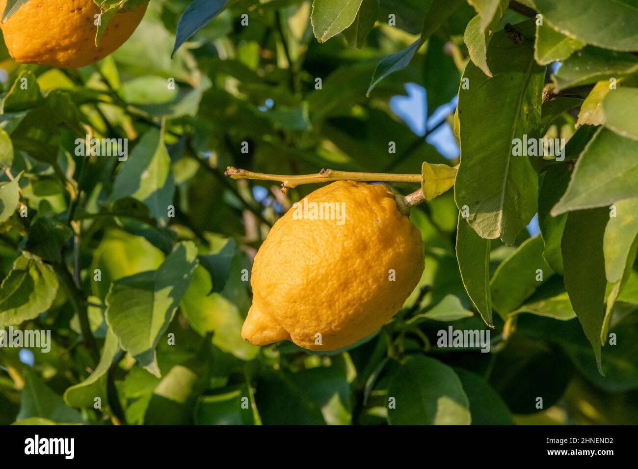 Lemon tree, italy Stock Photo - Alamy