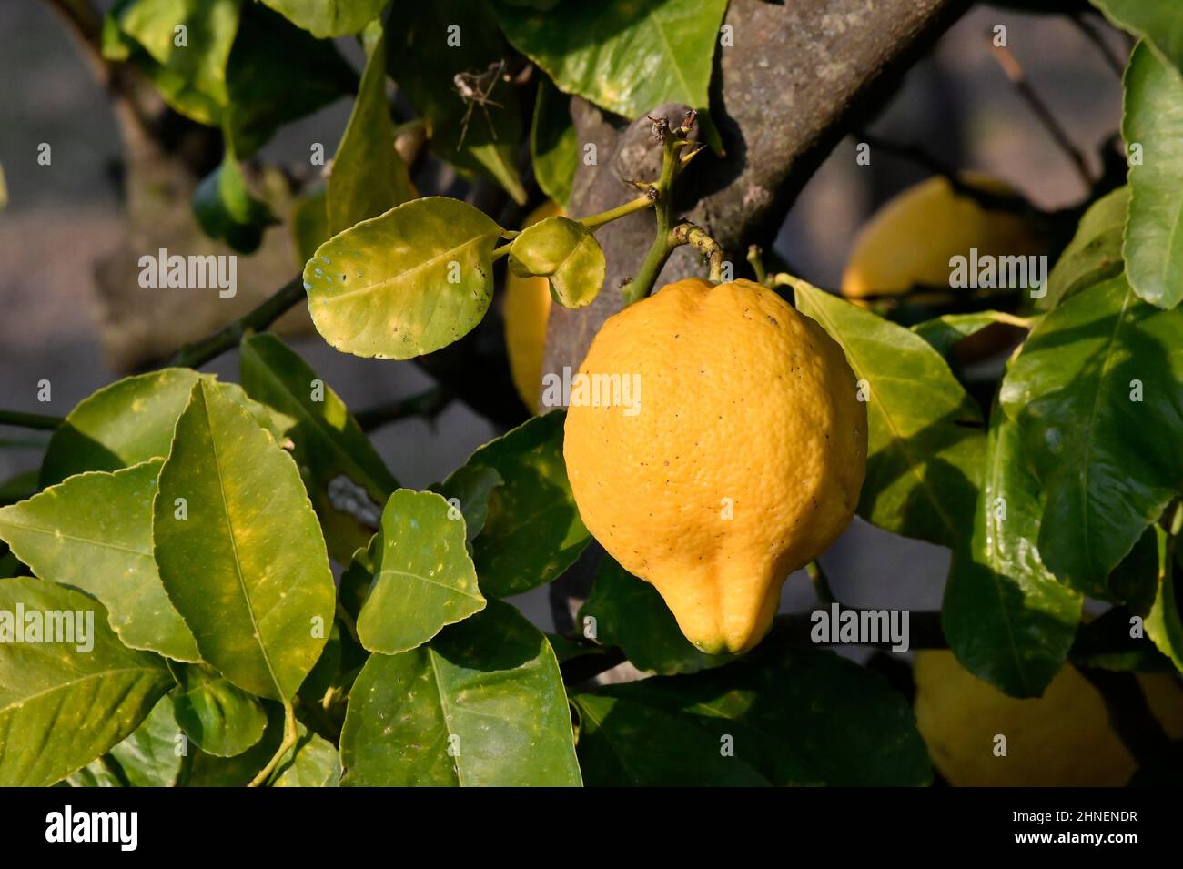 Lemon tree, italy Stock Photo - Alamy