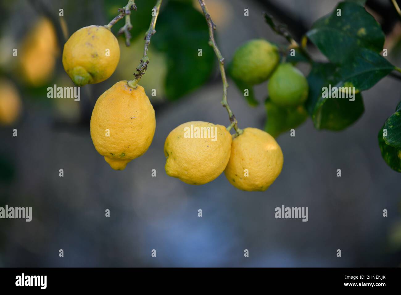 Lemon tree, italy Stock Photo - Alamy