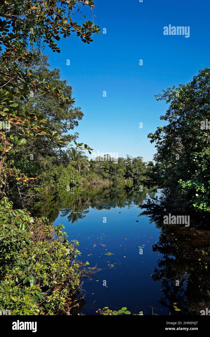 Lake and tropical rainforest, Barra da Tijuca, Rio Stock Photo - Alamy