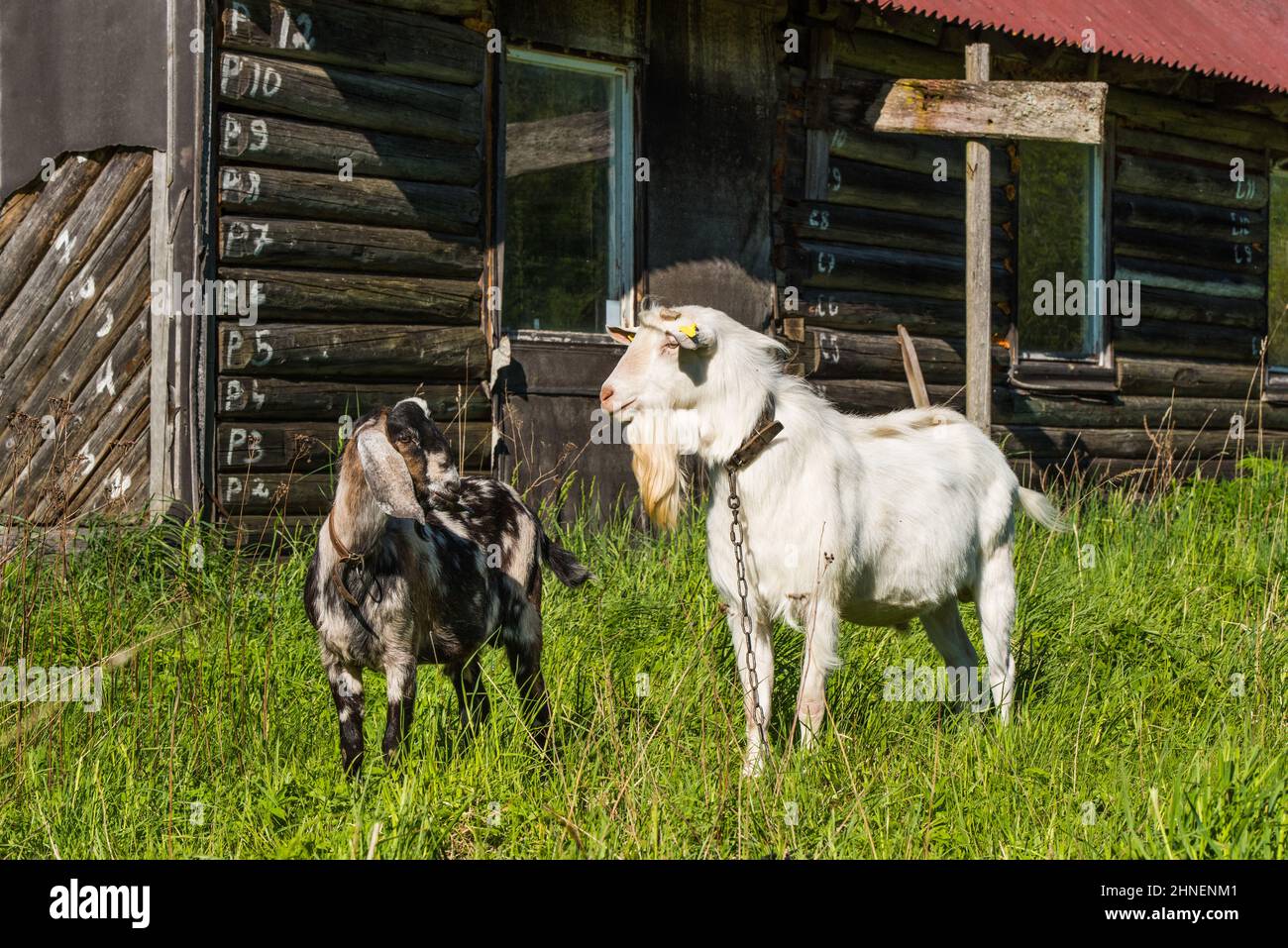 White goat and south african boer goat on nature Stock Photo - Alamy