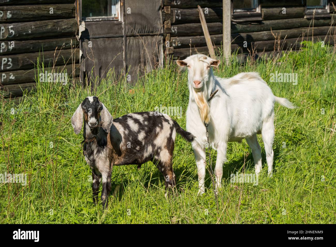 White goat and south african boer goat on nature Stock Photo - Alamy