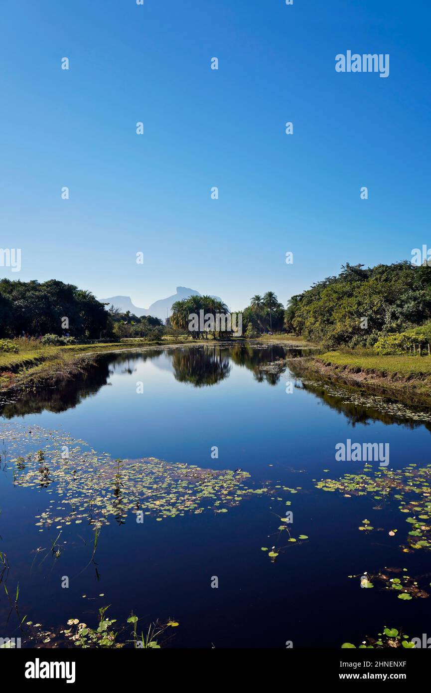 Lake and tropical rainforest, Barra da Tijuca, Rio Stock Photo - Alamy