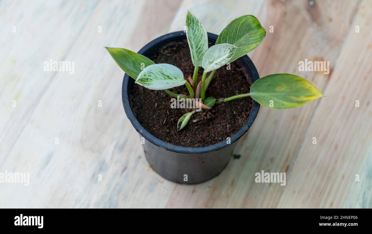 Philodendron Birkin small plant in a pot Stock Photo - Alamy