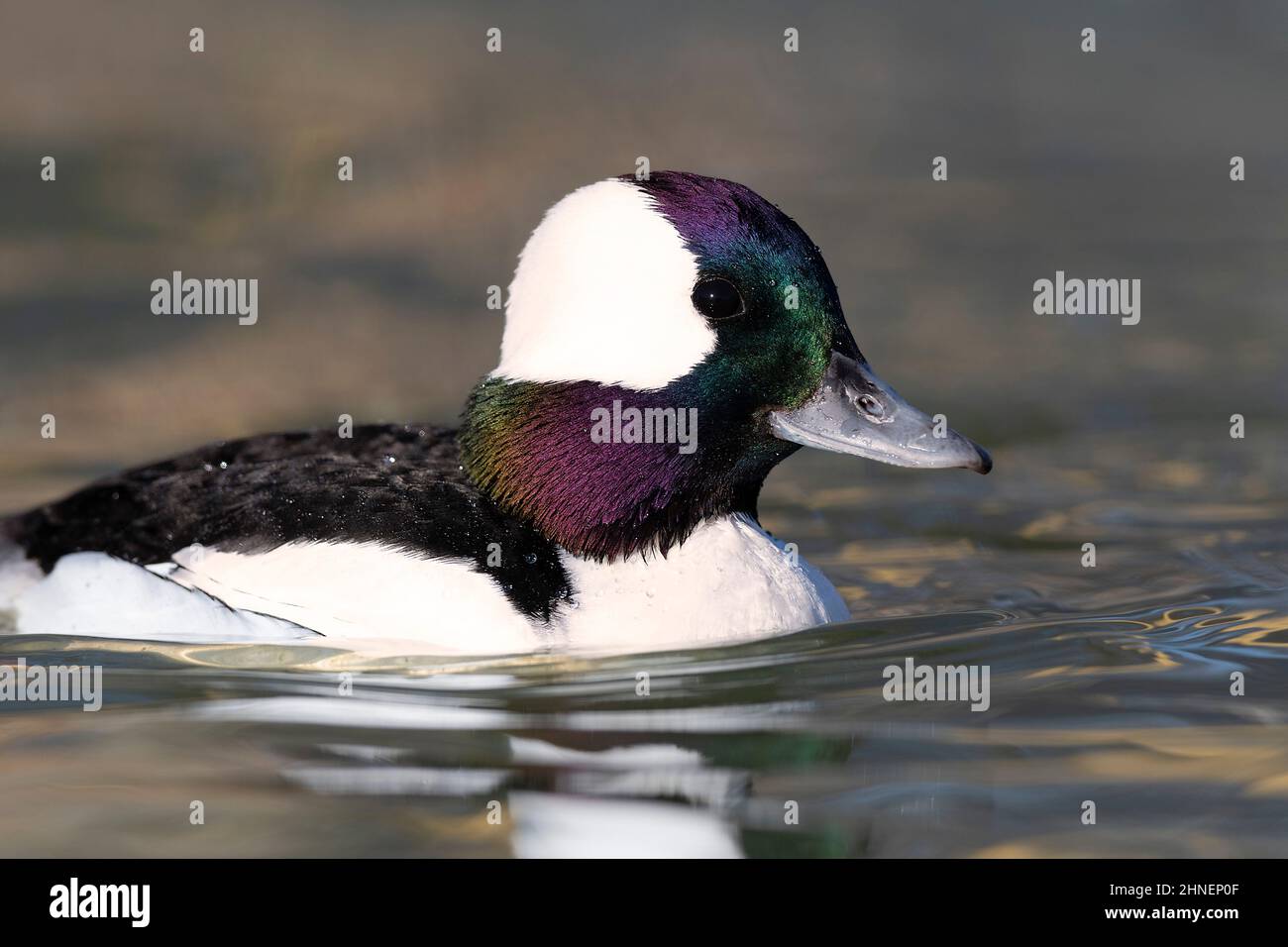 Drake and hen bufflehead hi-res stock photography and images - Alamy
