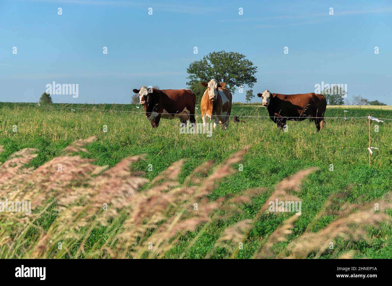 Group of multi colored beef cattle in green countryside pasture ...