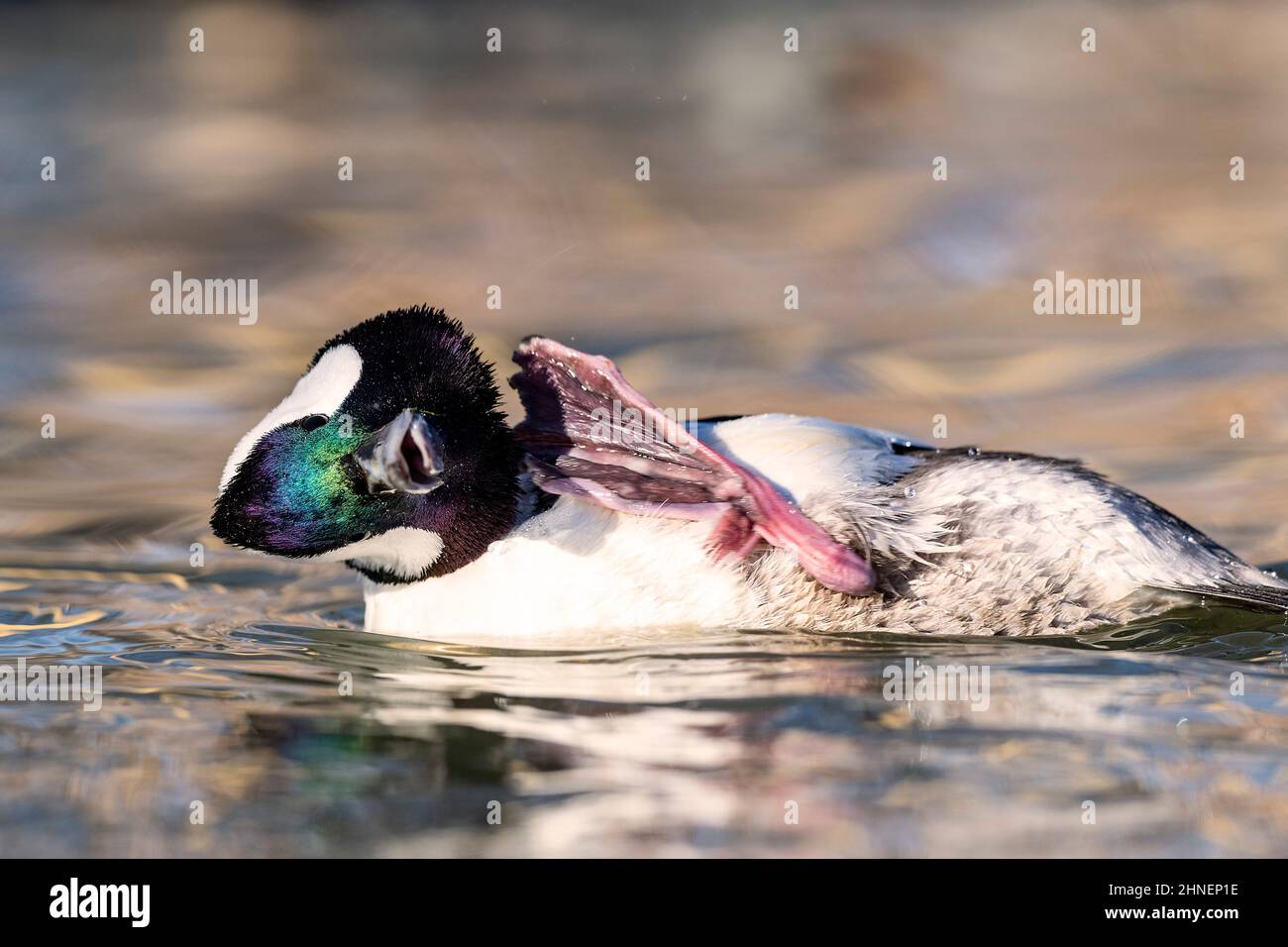 Drake and hen bufflehead hi-res stock photography and images - Alamy