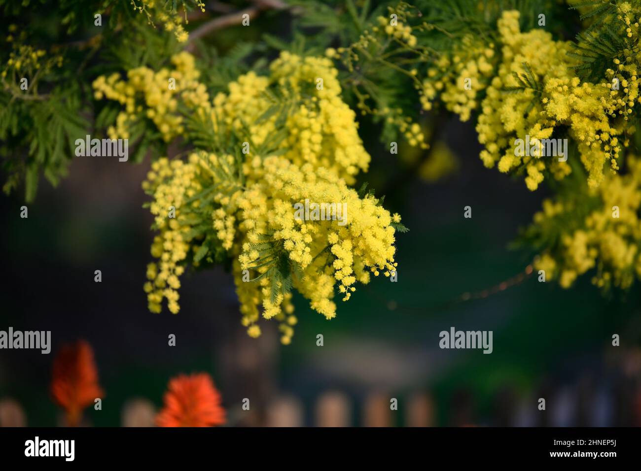 Mimosa, yellow flower, Italy Stock Photo - Alamy