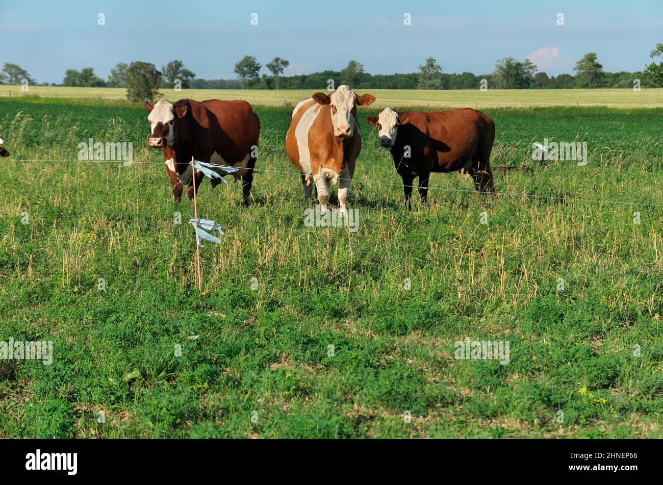 Group of multi colored beef cattle in green countryside pasture ...