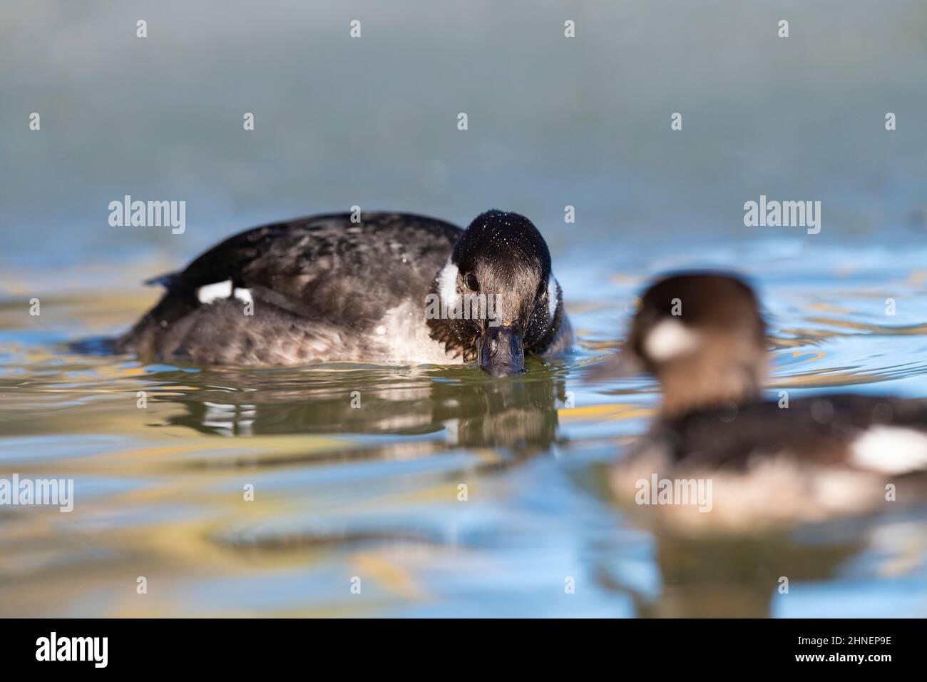 Drake and hen bufflehead hi-res stock photography and images - Alamy
