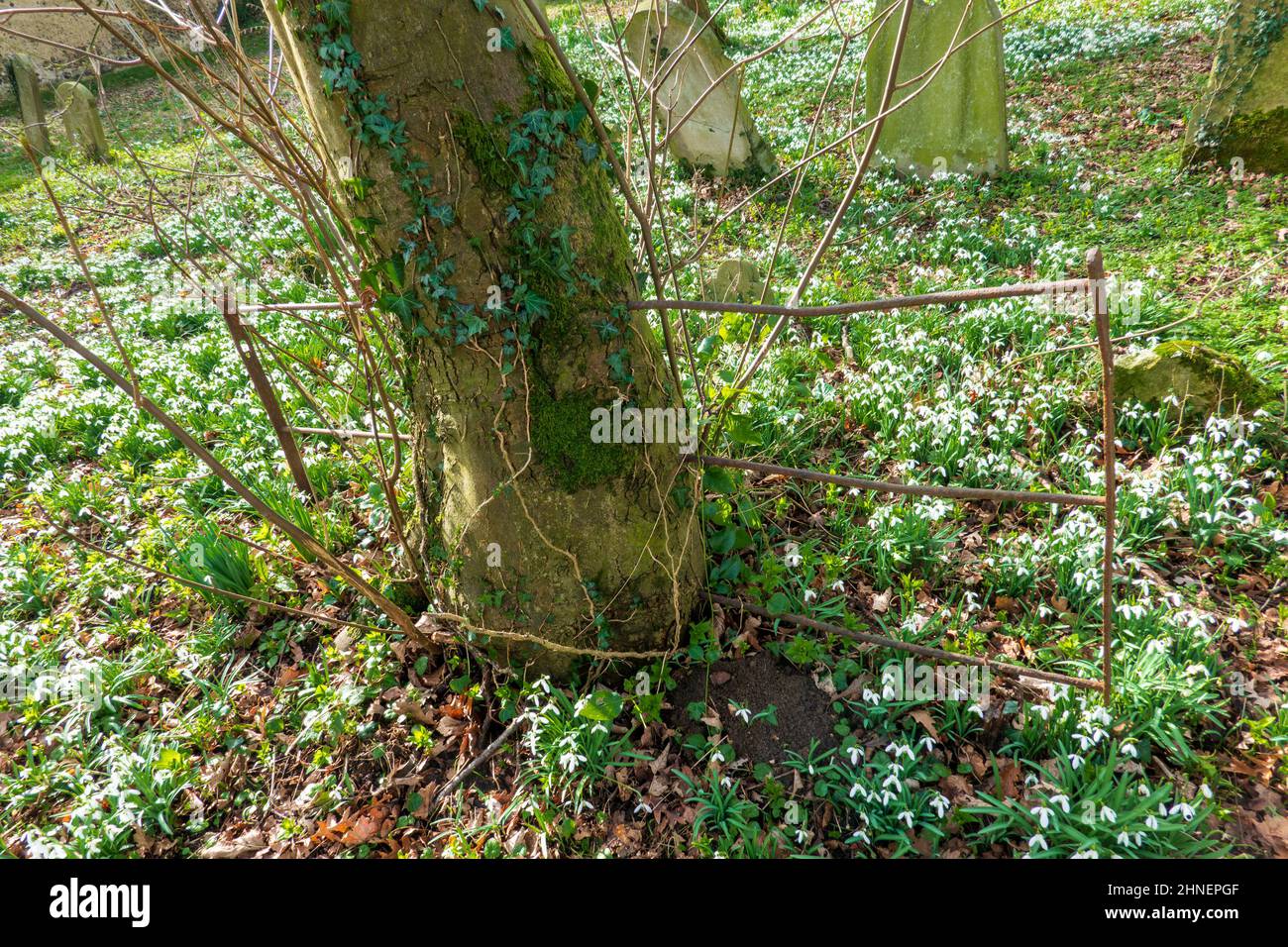 Iron gate tree Stock Photo - Alamy