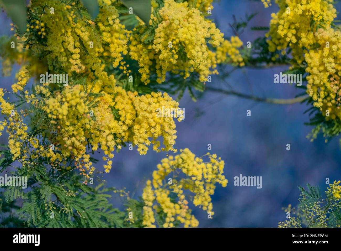 Mimosa, yellow flower, Italy Stock Photo - Alamy