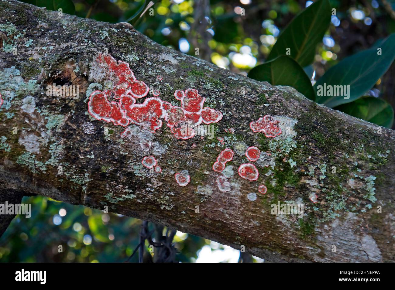 Red lichen on tree branch Stock Photo - Alamy