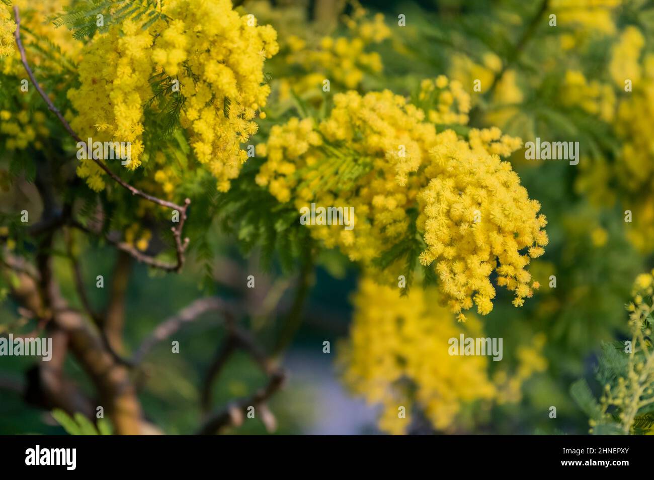 Mimosa, yellow flower, Italy Stock Photo - Alamy