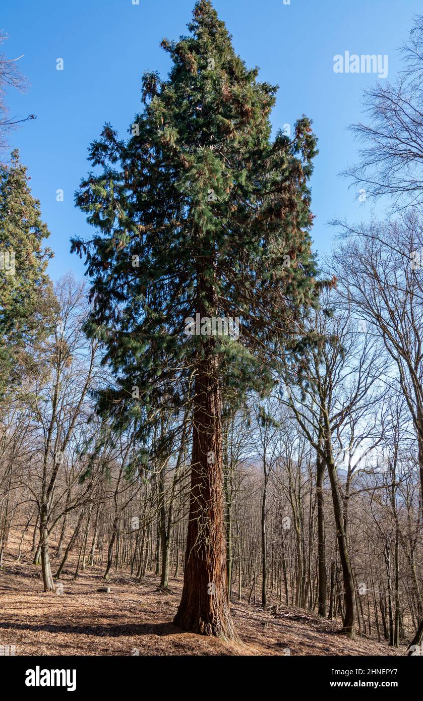 Sequoiadendron giganteum biggest trees hi-res stock photography and ...