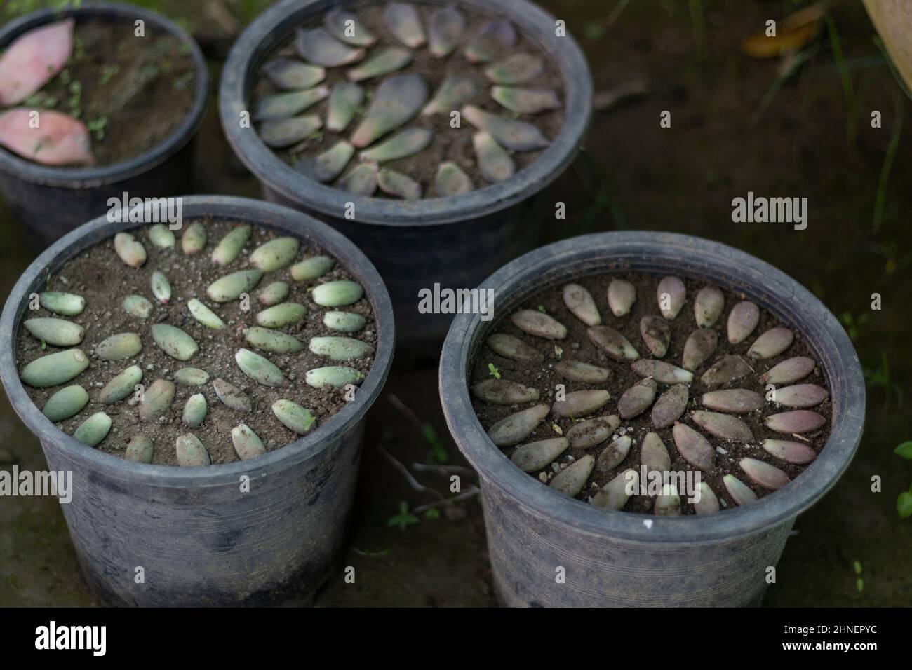 Growing succulent from a single leaf Stock Photo - Alamy