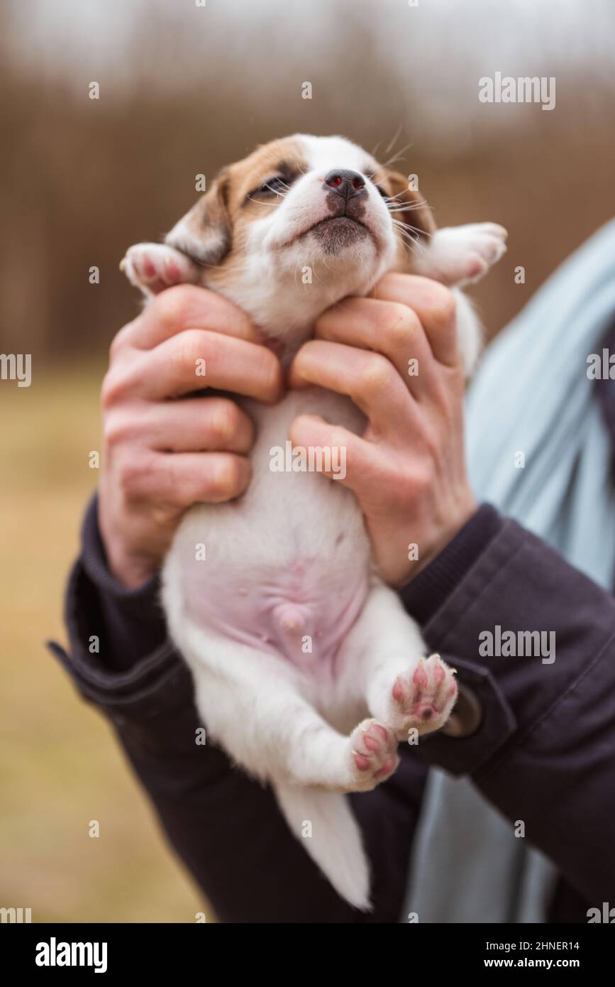 Jack Russel Terrier cute Puppy dog in human hands Stock Photo - Alamy