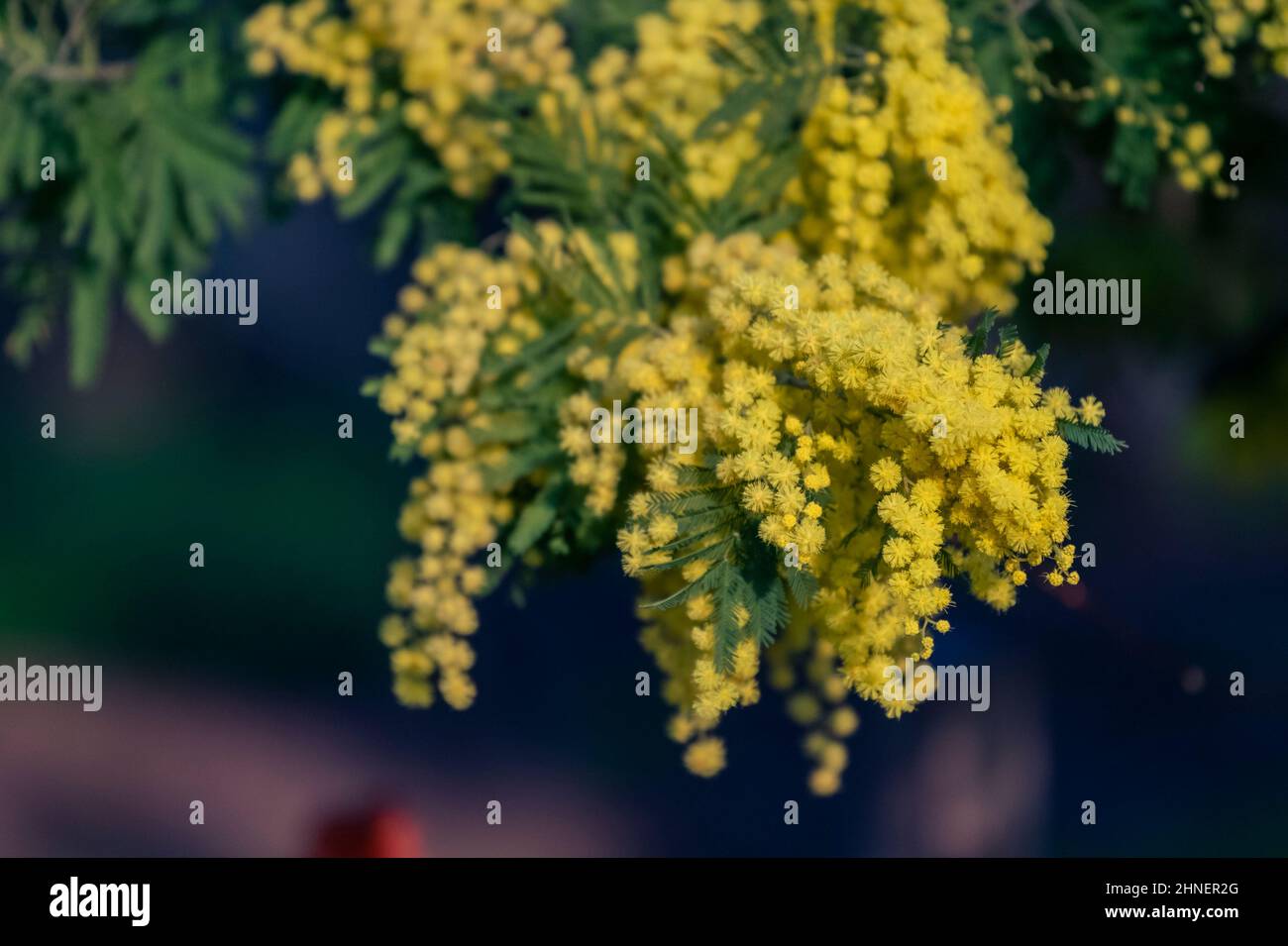 Mimosa icon hi-res stock photography and images - Alamy