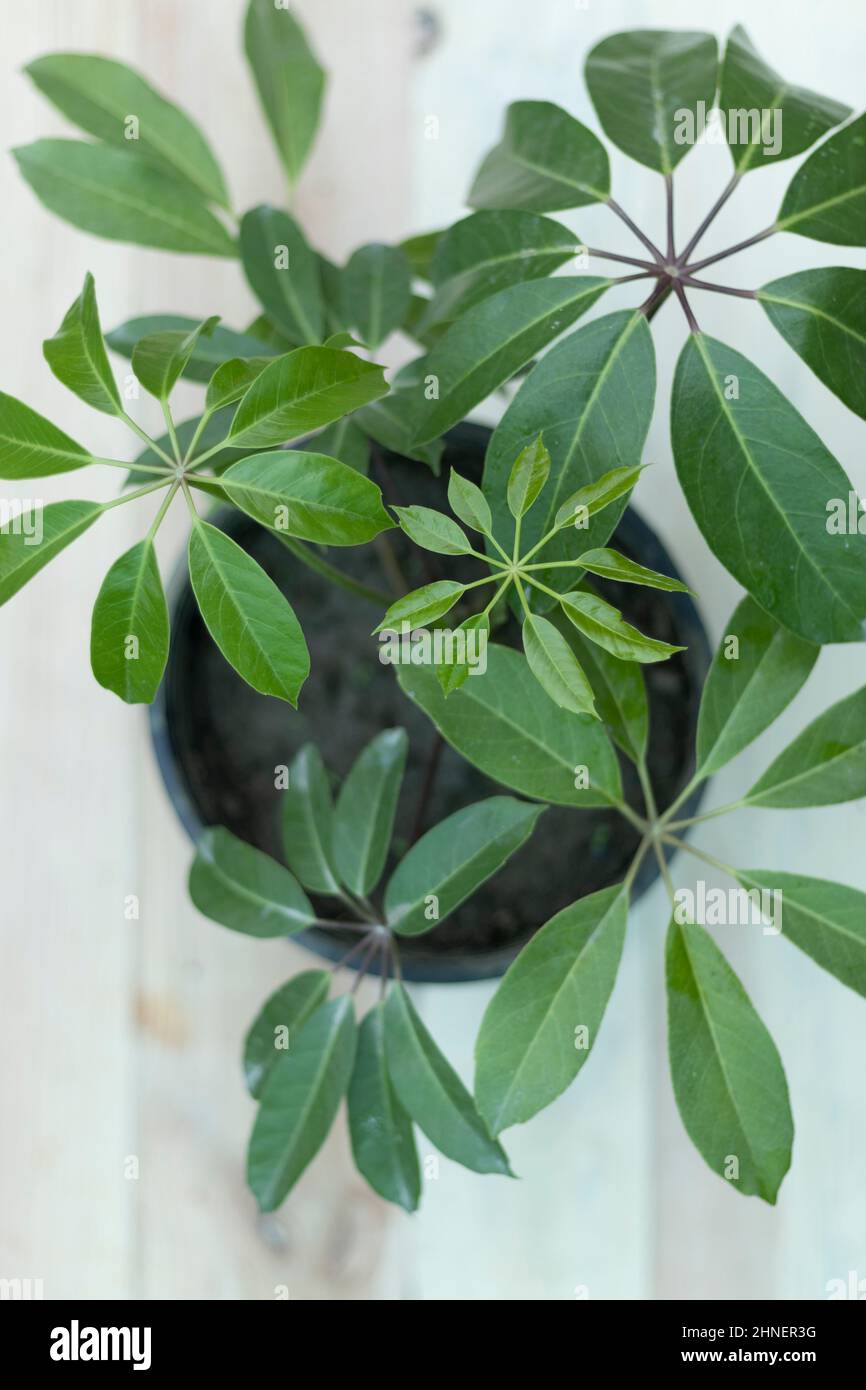 Amate tree hi-res stock photography and images - Alamy