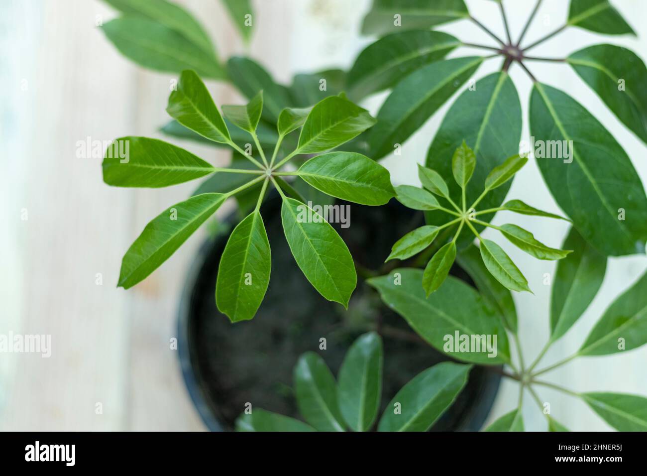 Octopus tree hi-res stock photography and images - Alamy