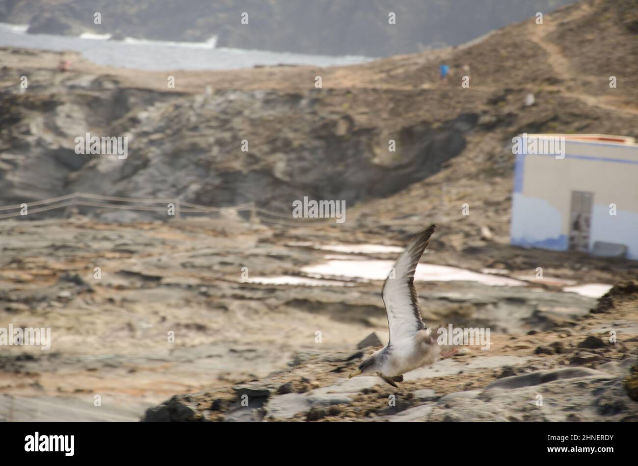 Juvenile Cory's shearwater Calonectris borealis taking flight. Gran ...