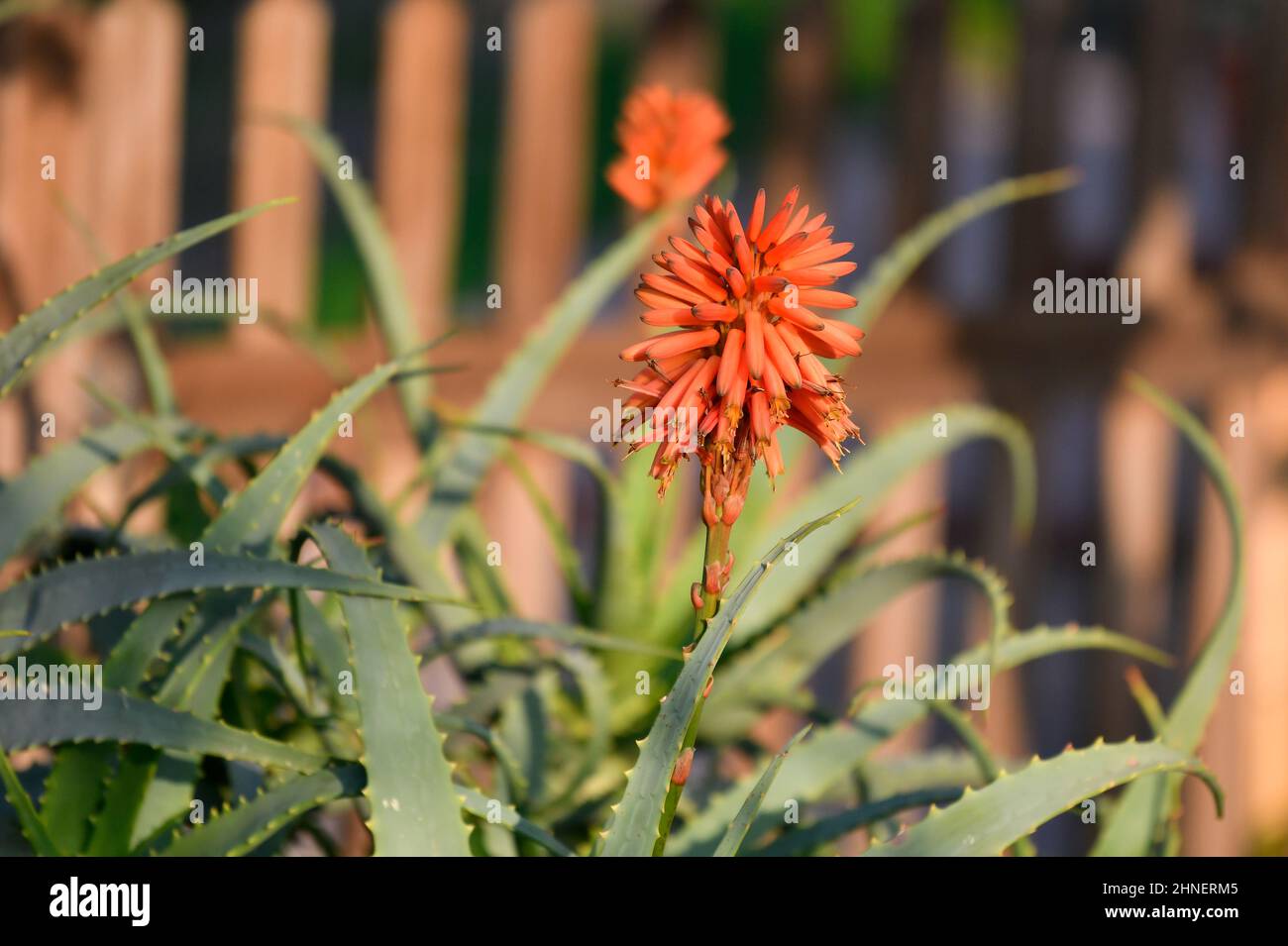 Candelabra aloe, plant with flowers, isolated on a backgrond Stock ...