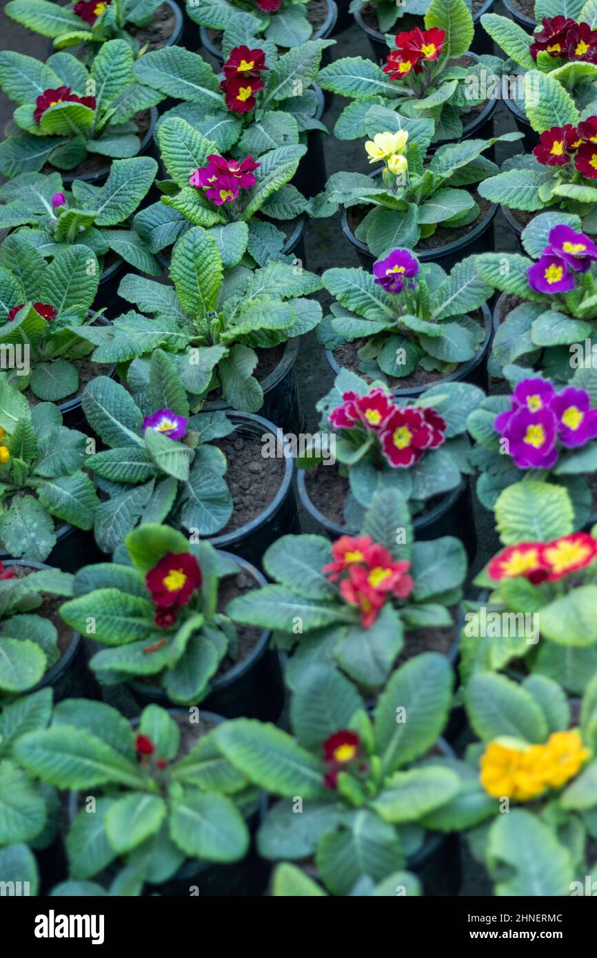 Flowering primulas hi-res stock photography and images - Alamy