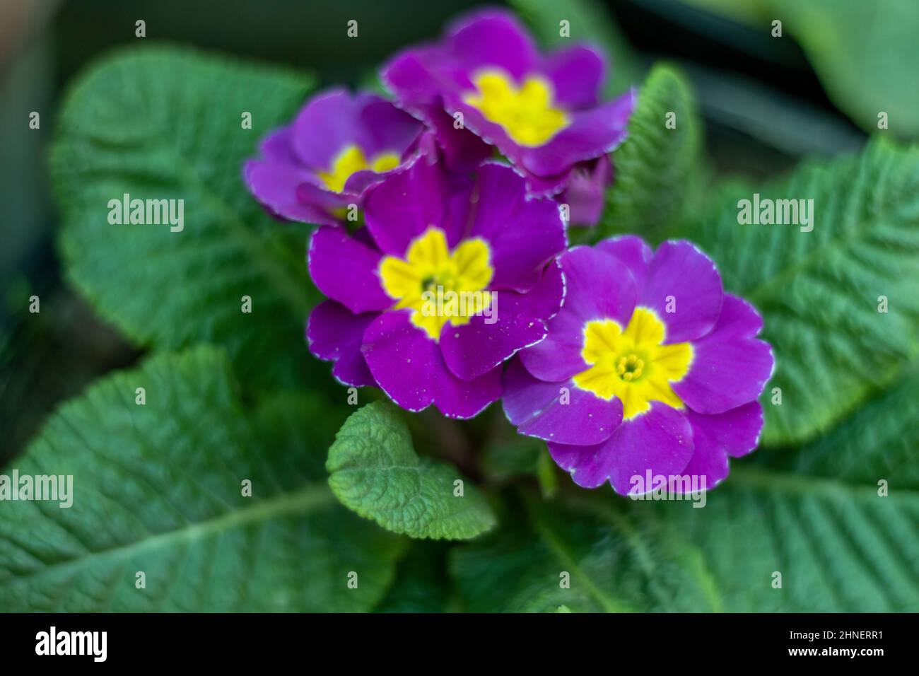 Flowering is plantae hi-res stock photography and images - Alamy
