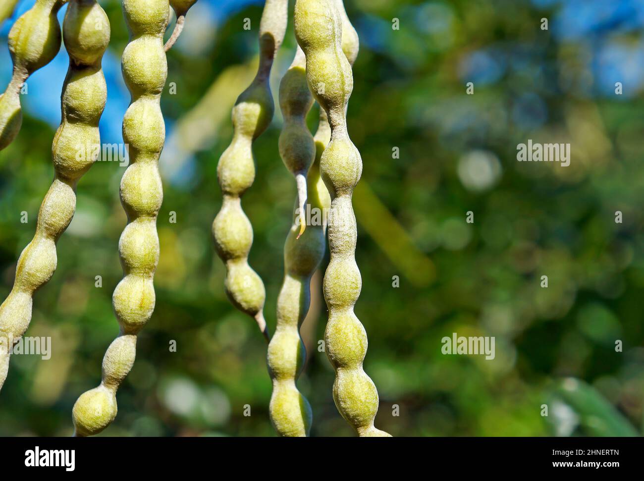 Beach seeds hi-res stock photography and images - Alamy