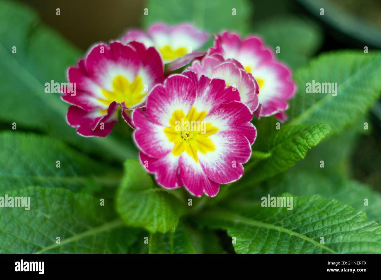 Primrose Violet Gold Verset plant Stock Photo - Alamy